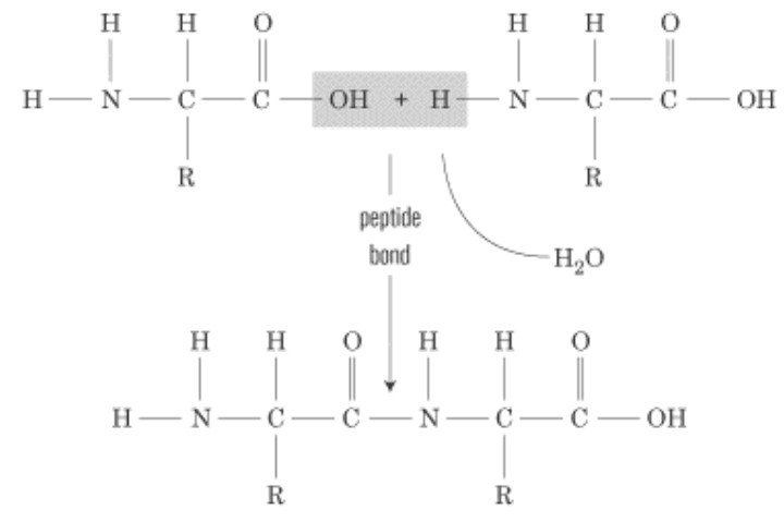 The Reaction Between Two Amino Acids