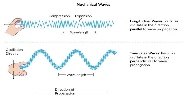 This slinky wave represents a ____.-Turito